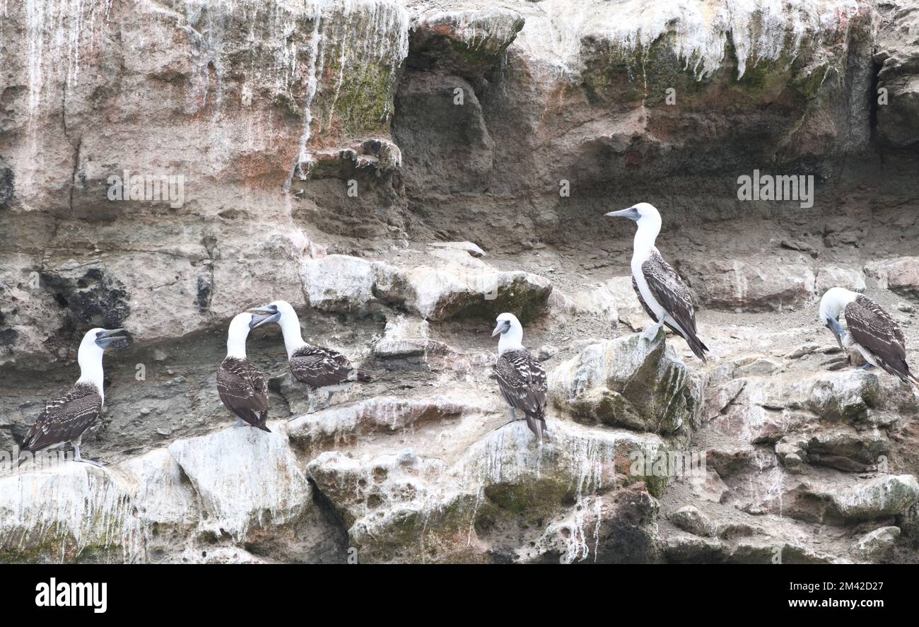Peruvian boobys (Sula variegata) on the guano covered rocks of La Isla ...