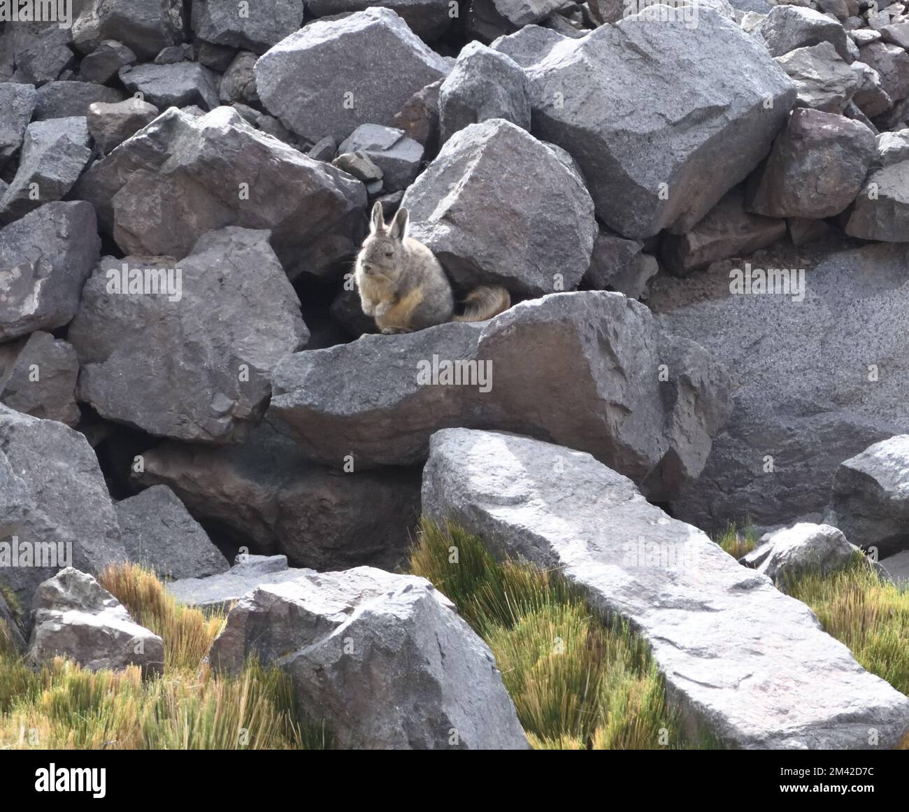Mountain viscacha lagidium peruanum hi-res stock photography and images ...