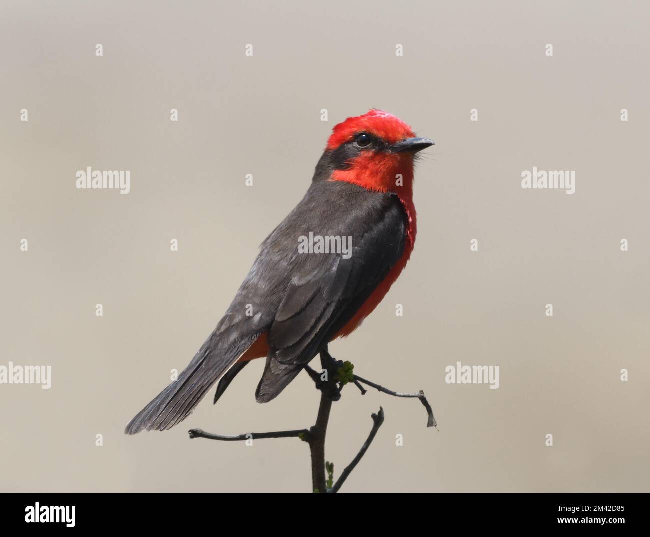 A male vermilion flycatcher (Pyrocephalus obscurus) sits on a twig ...
