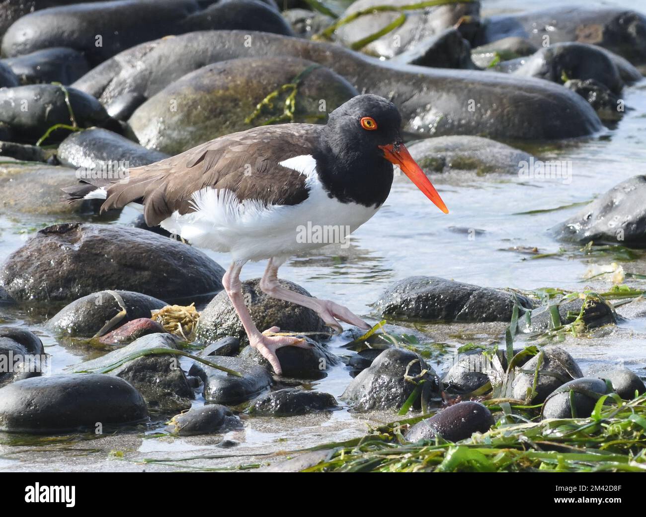 An american oystercatcher (Haematopus palliatus) hunts for ...