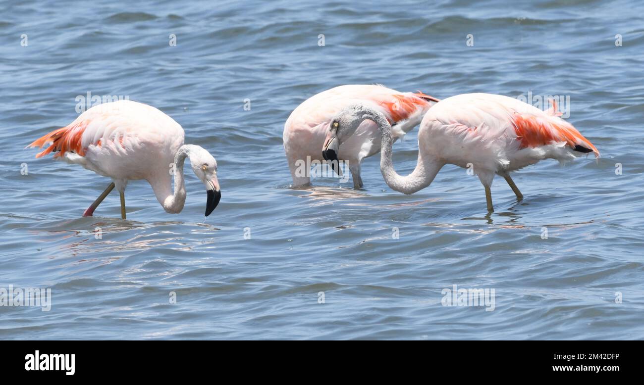 Chilean flamingos (Phoenicopterus chilensis) in the shallow sea off the ...