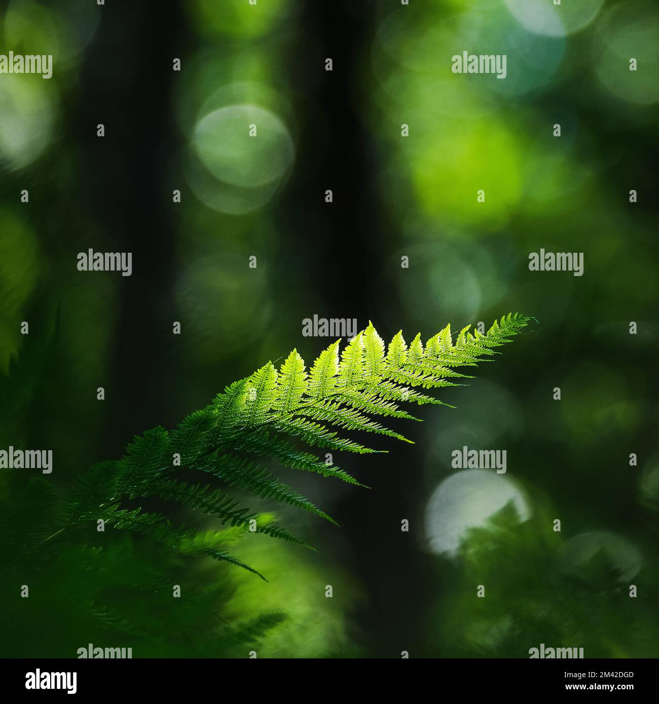 Swedish ferns hi-res stock photography and images - Alamy