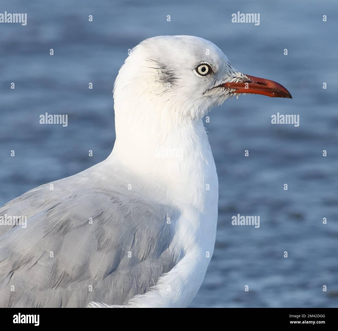 A grey-hooded gull (Chroicocephalus cirrocephalus) stands in shallow ...