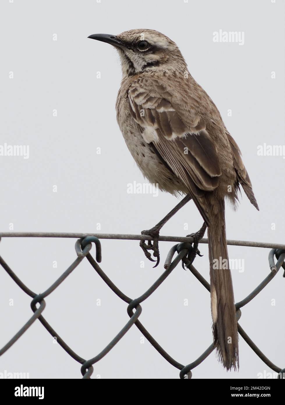 A long-tailed mockingbird (Mimus longicaudatus) perches on a chain-link ...