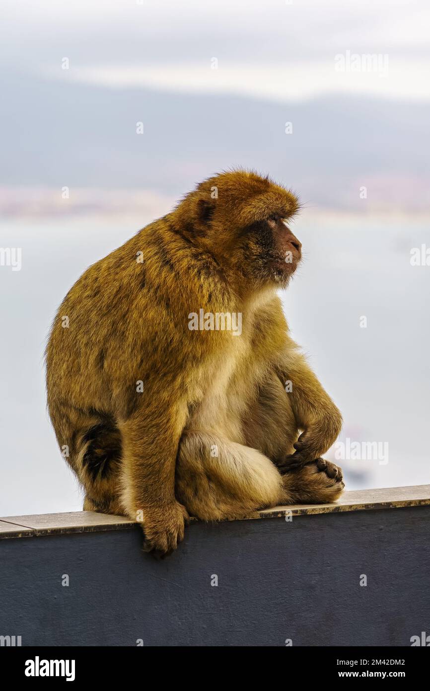 Gibraltar monkey in profile that inhabit the nature reserve that is ...