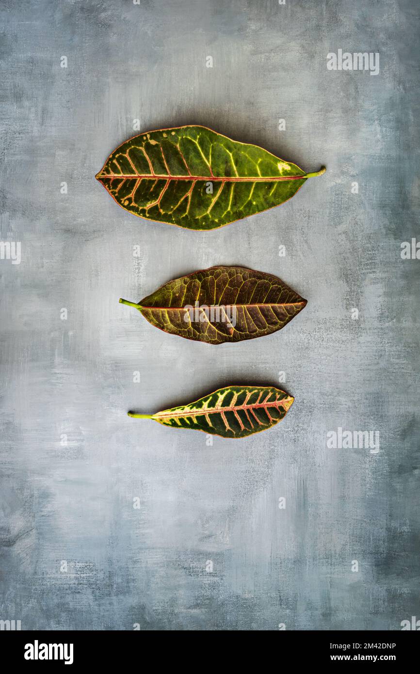 A vertical still life with croton petra leaves on a bluish surface ...