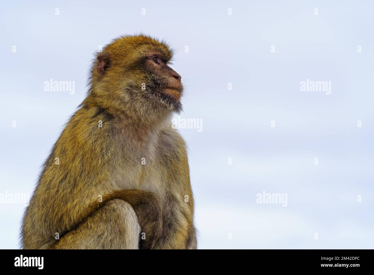 Gibraltar monkeys who live on top of the rock in the peninsula nature ...