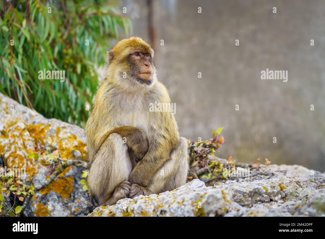 Gibraltar monkey resting quietly next to the cable car that climbs ...