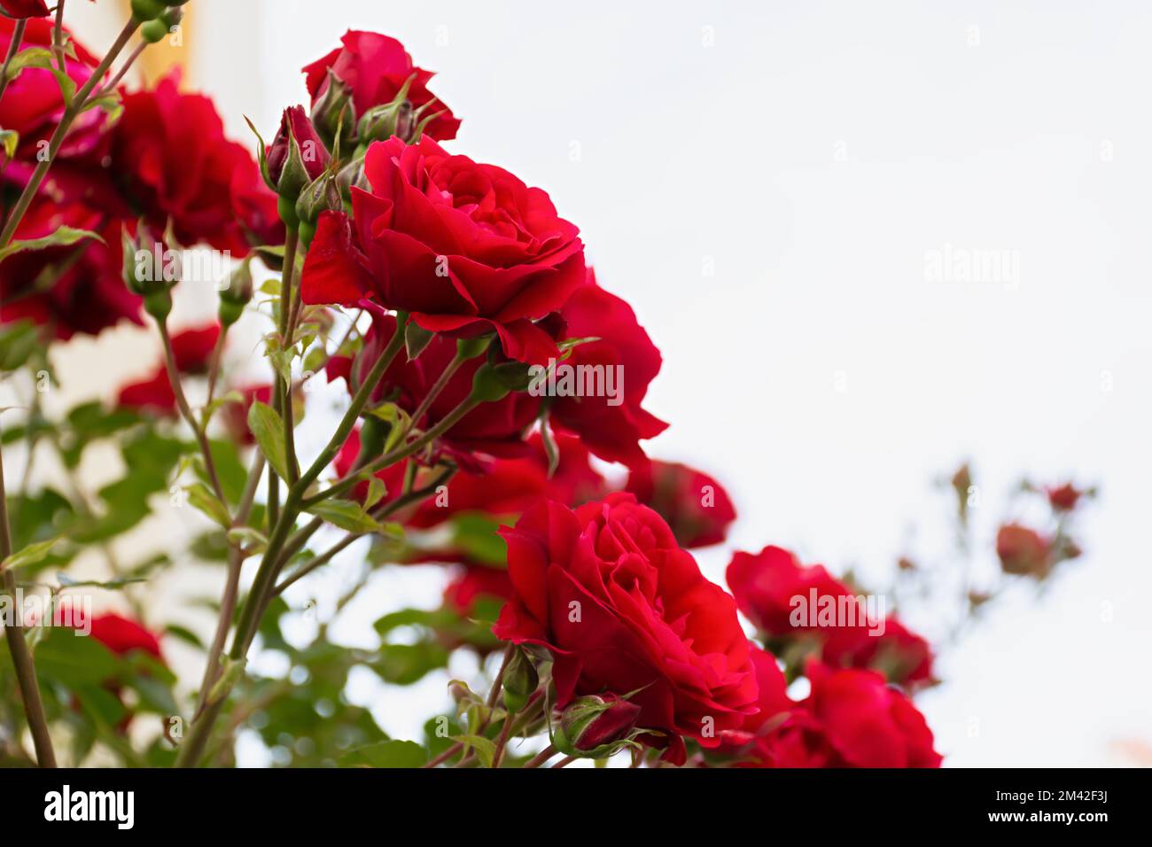 Red rose bush close-up in the garden. Floral natural background. Bright ...