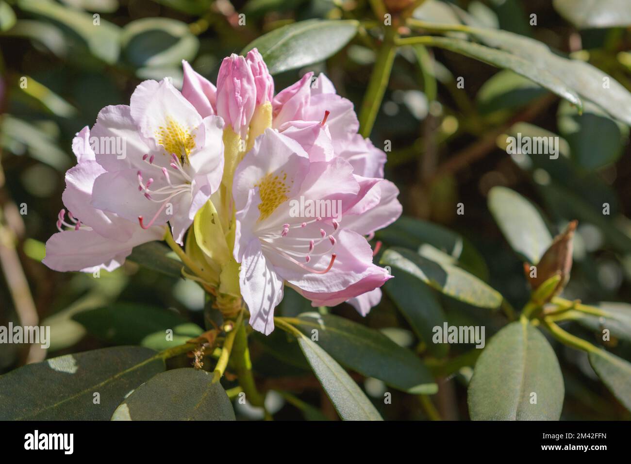 Close up of a bright pink rhododendron buds Stock Photo - Alamy