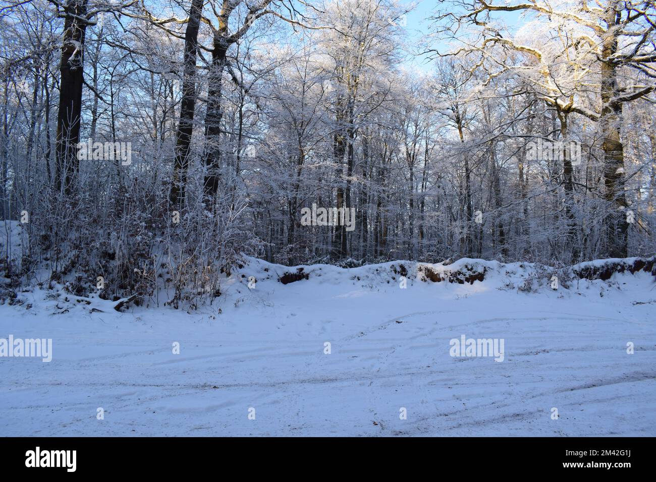 snow covered parking lot in the forest Stock Photo - Alamy
