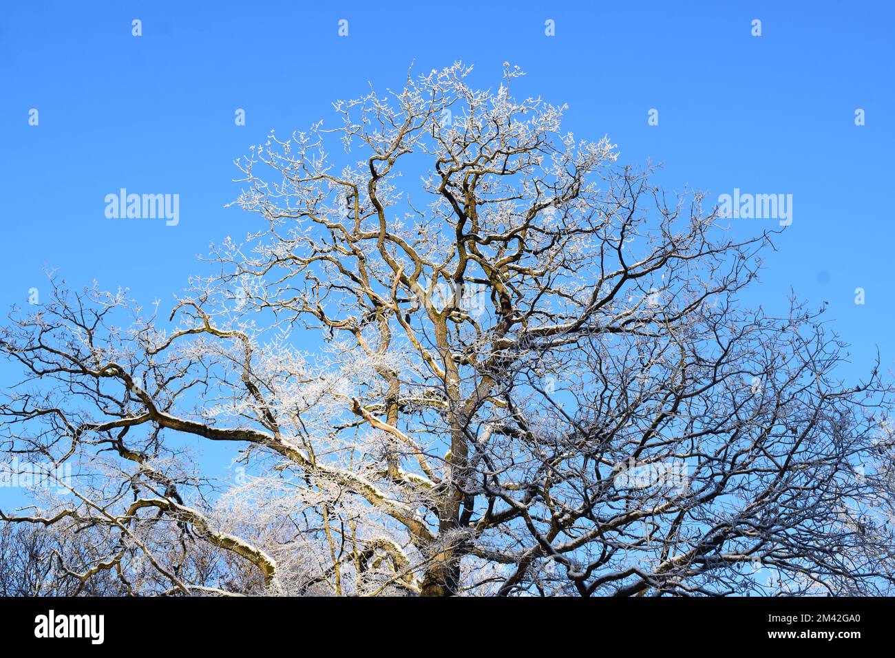 icy trees in winter Stock Photo - Alamy