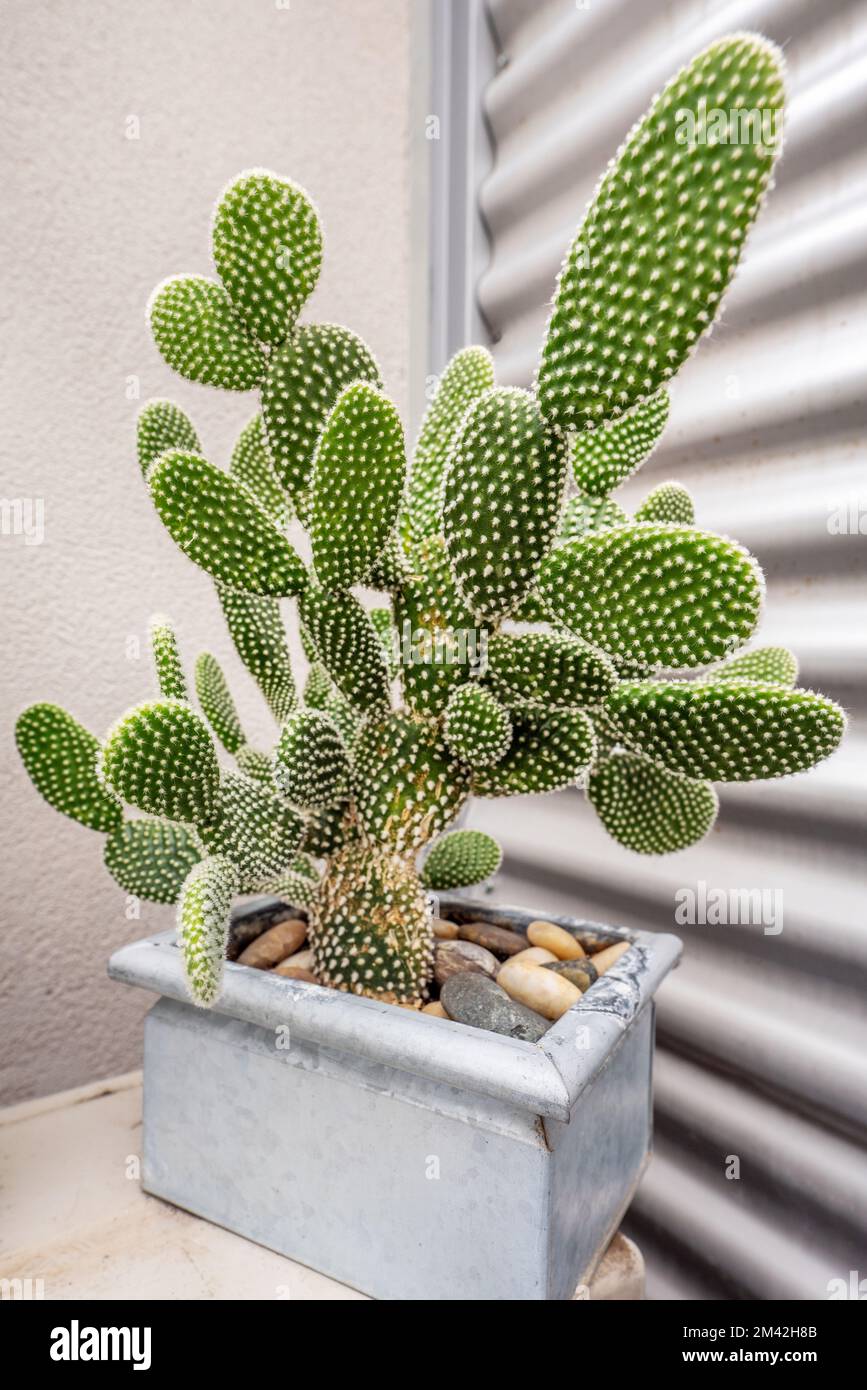 A rectangular galvanized pot with a large opuntia microdasys full of ...