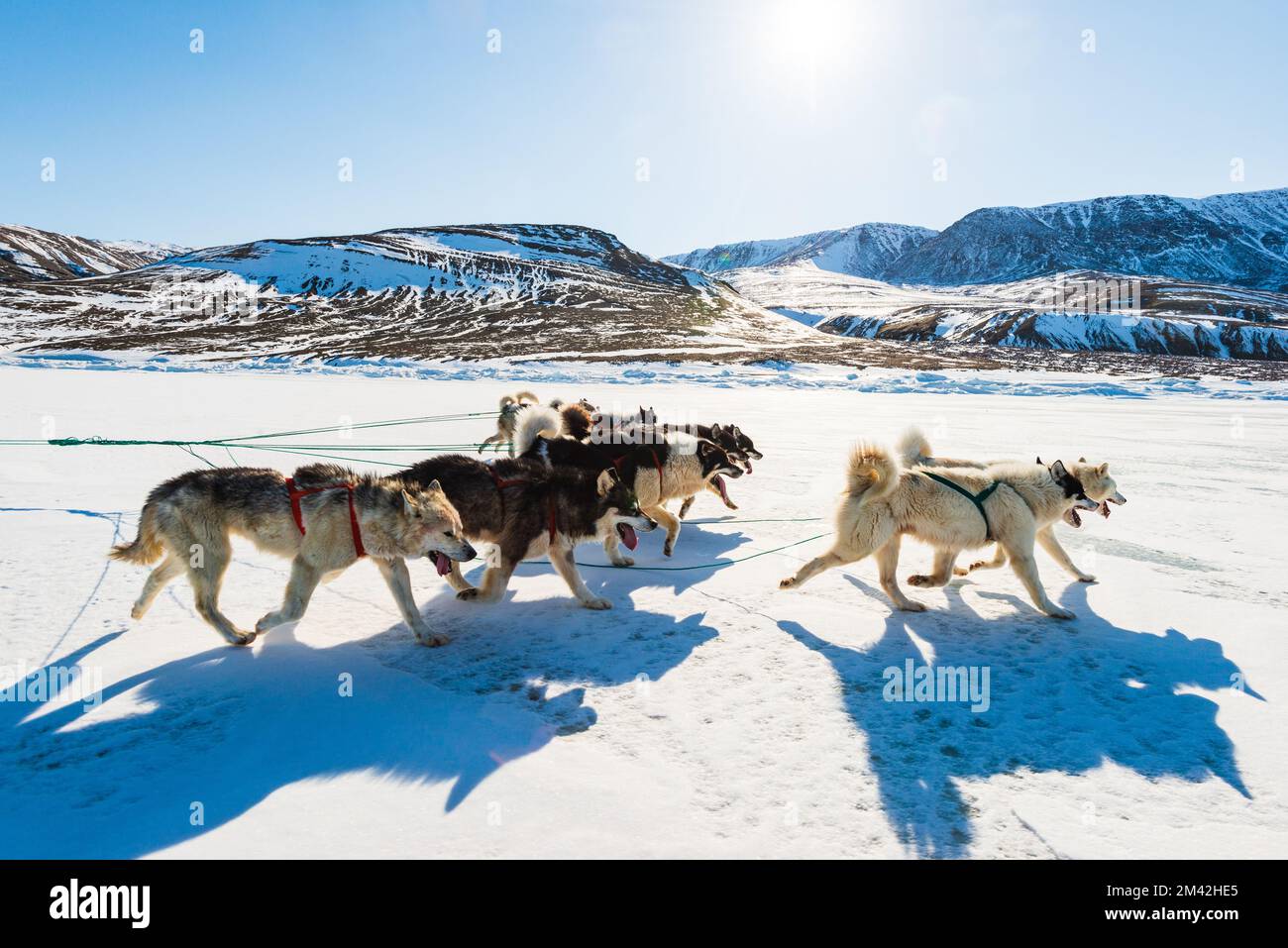 Husky dogs running on frozen sea pulling a sledge Stock Photo - Alamy