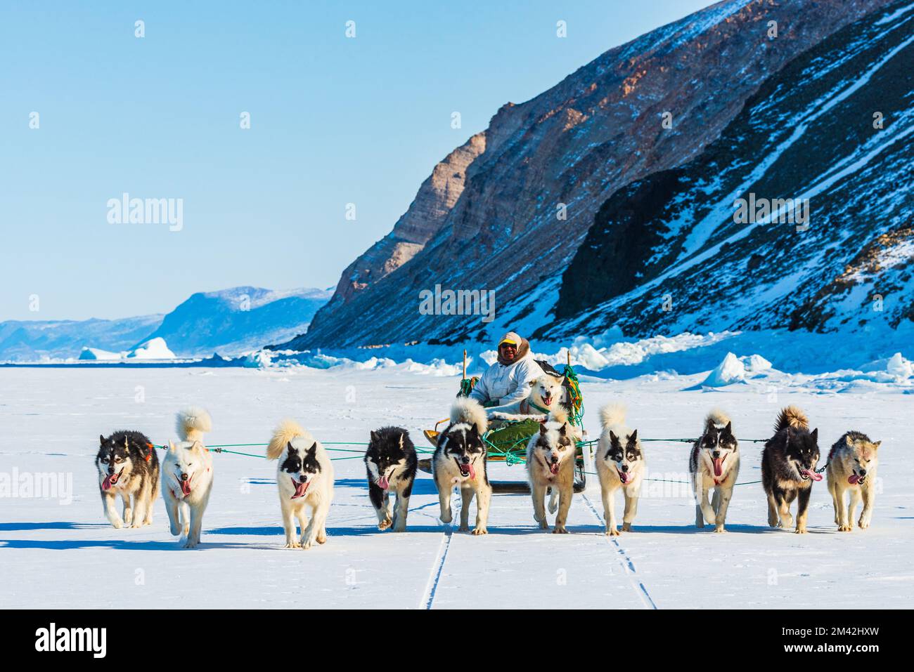 Dog sledding on frozen sea in front of mountain Stock Photo - Alamy
