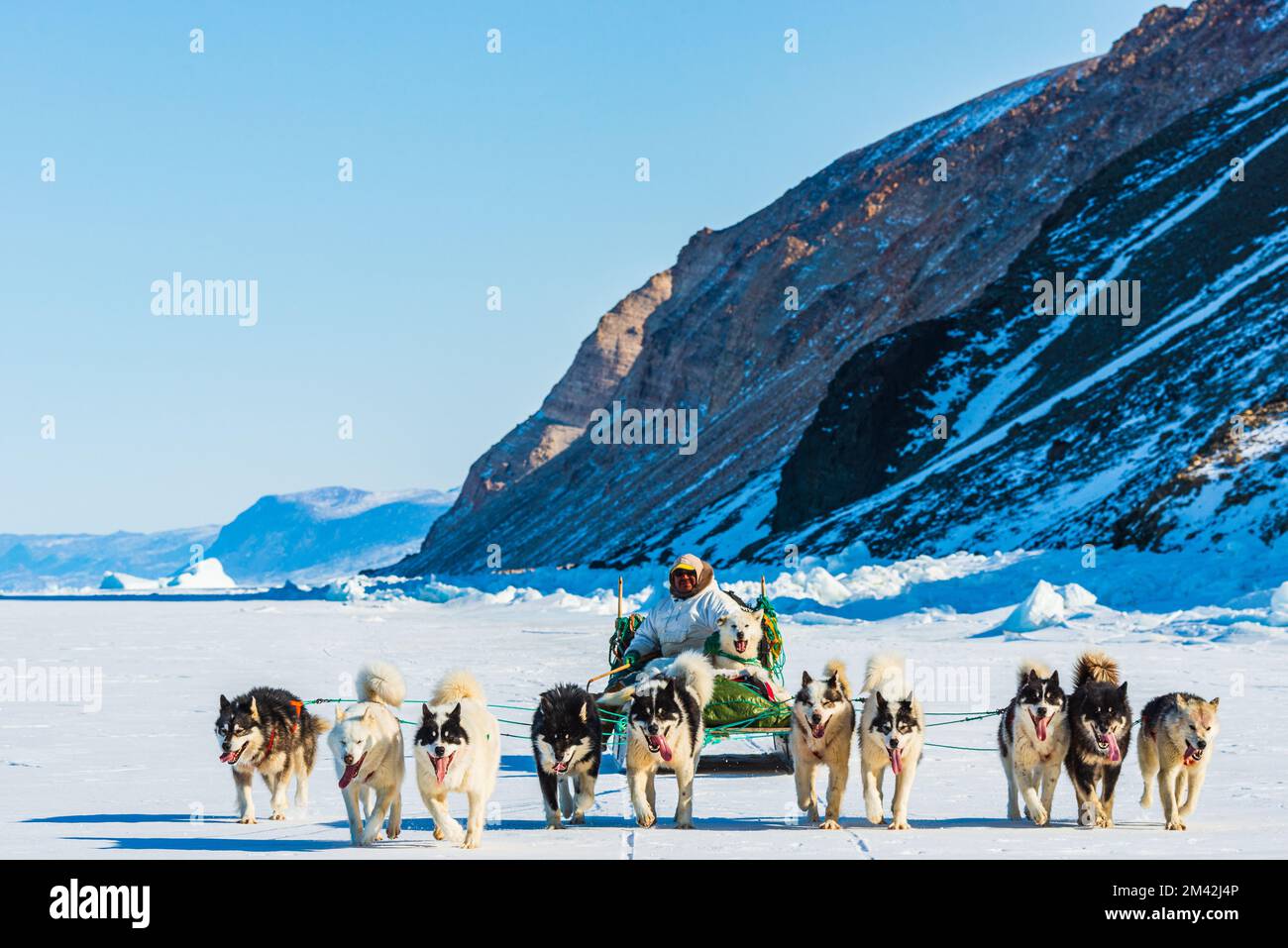 Dog sledding on frozen sea in front of mountain Stock Photo - Alamy