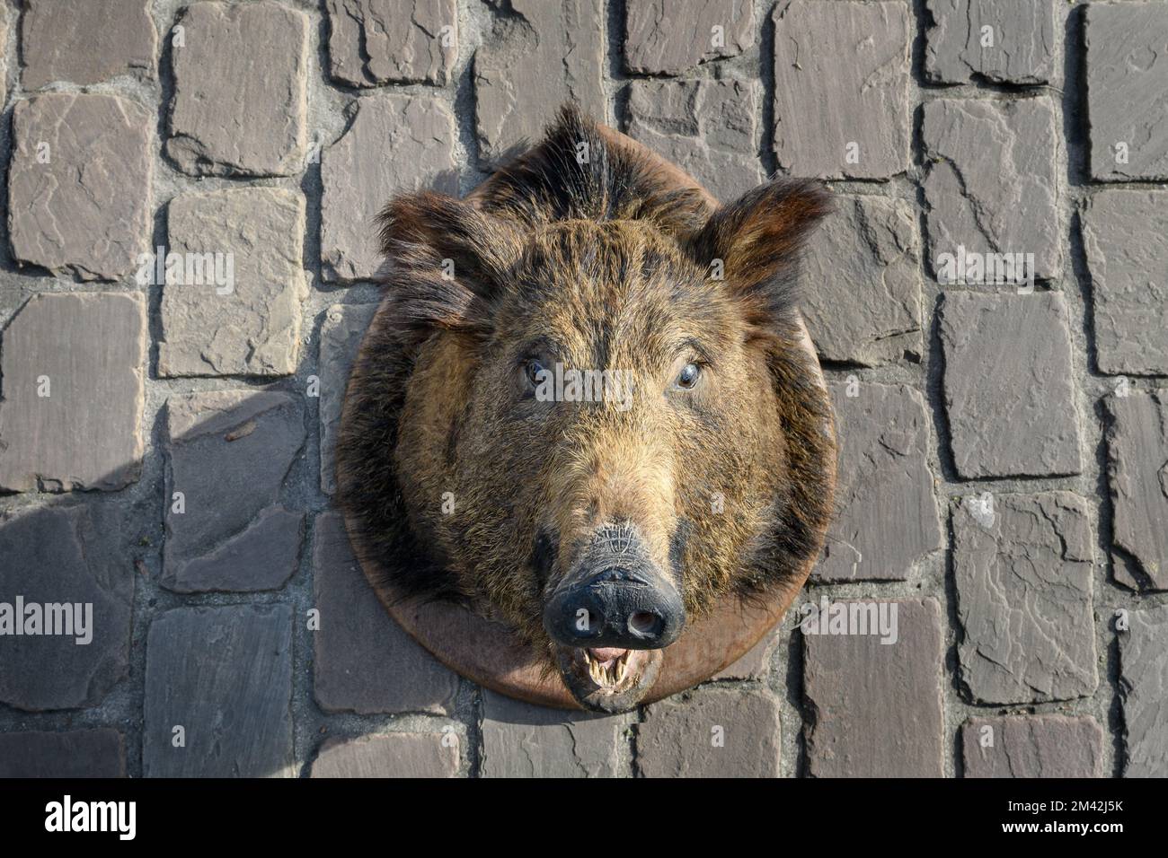 wild boar head on stone background Stock Photo - Alamy