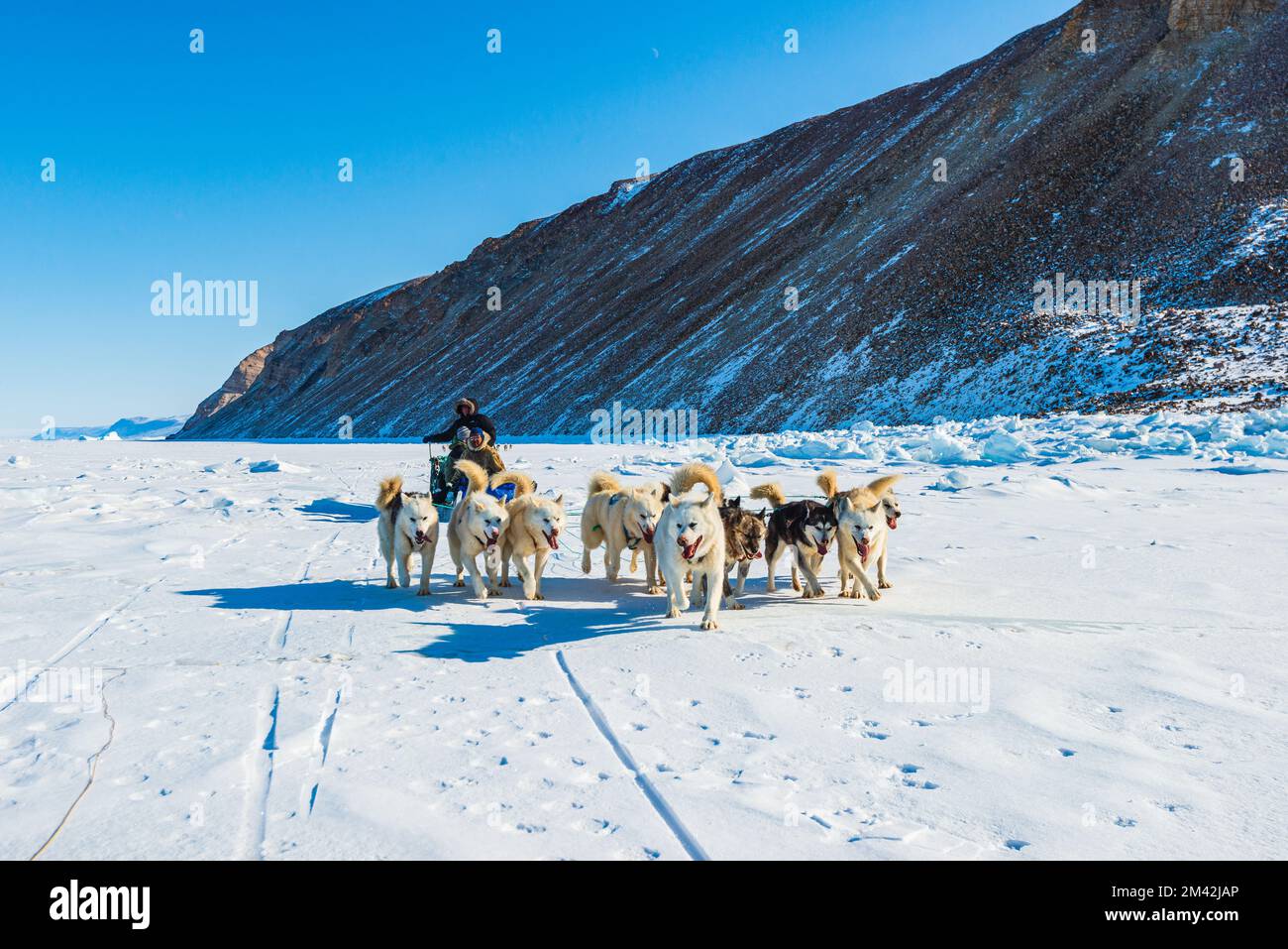Dog sledding on frozen sea in front of mountain Stock Photo - Alamy
