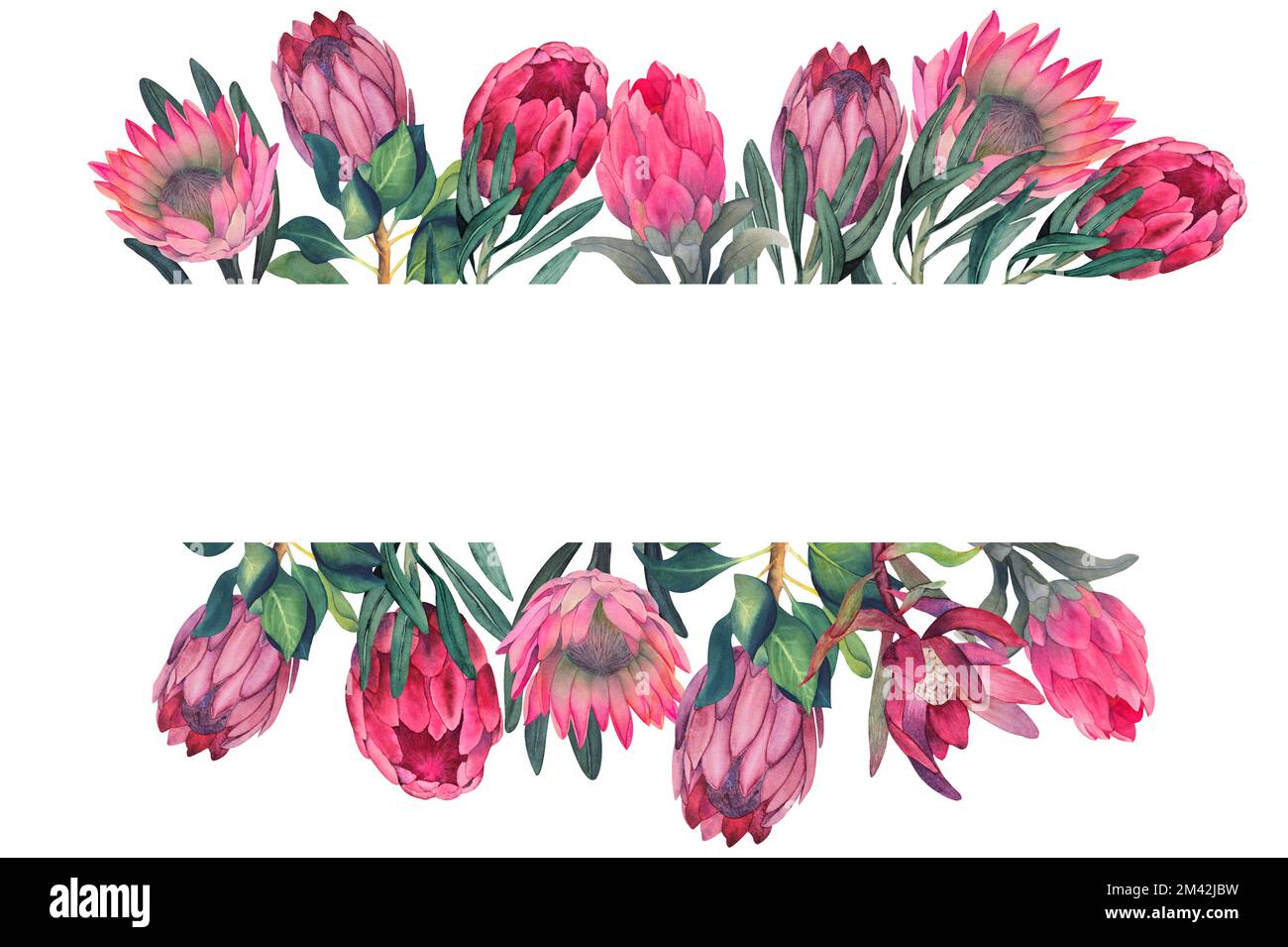 Hand painted watercolor magenta protea flowers border Stock Photo - Alamy