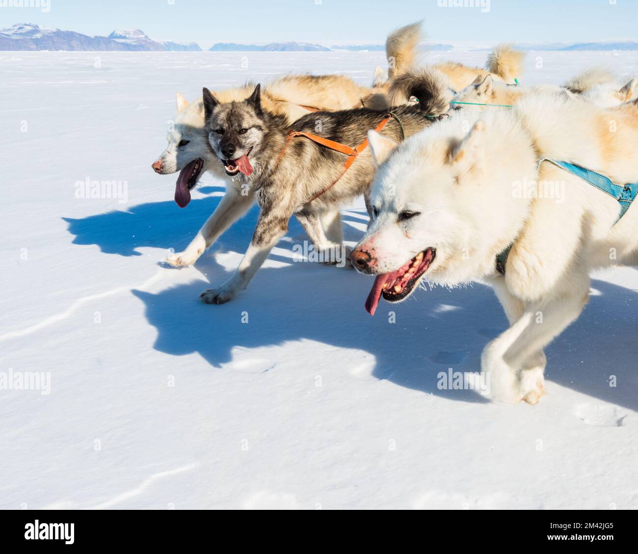 Husky dogs running on frozen sea pulling a sledge Stock Photo - Alamy