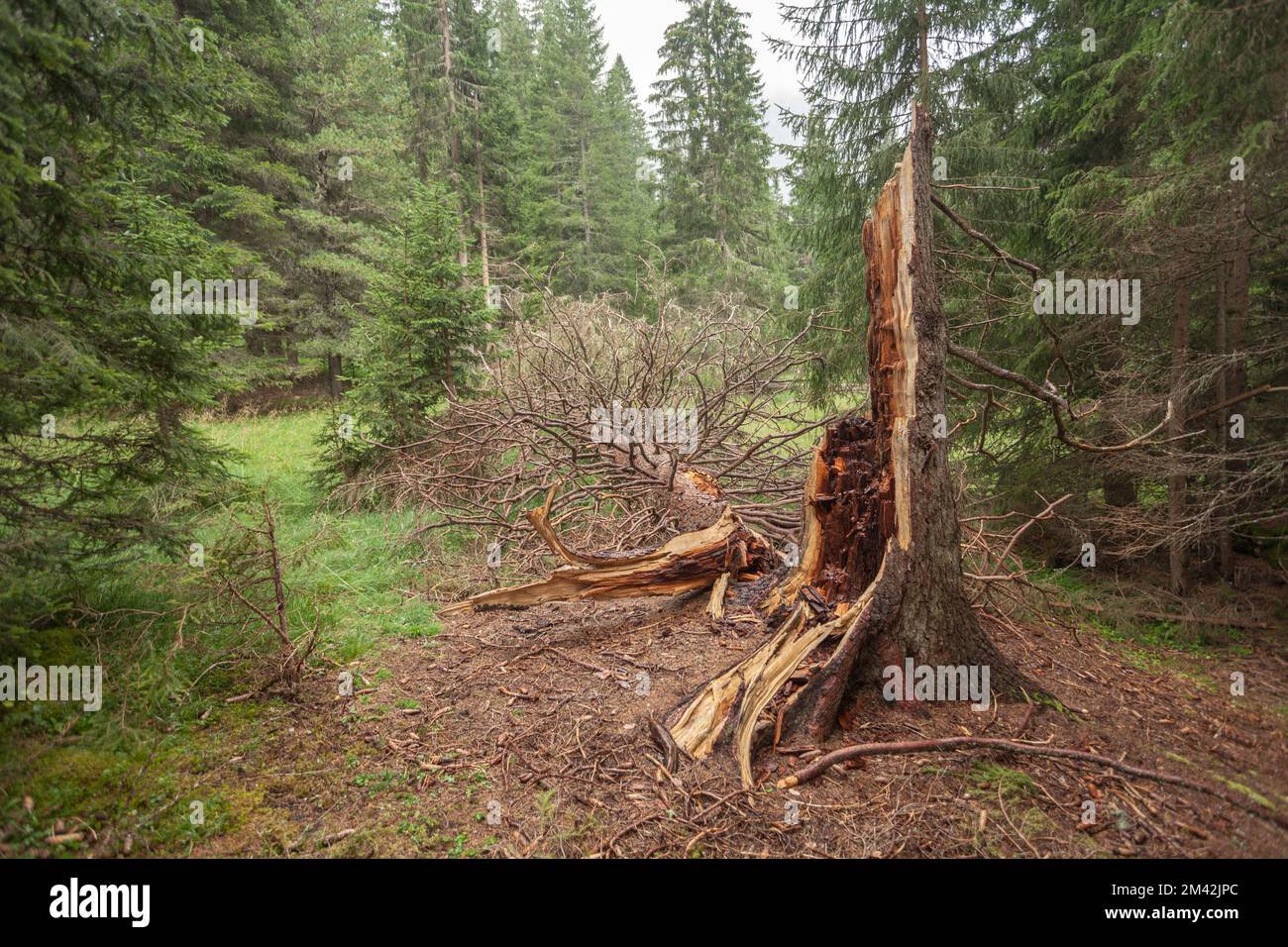 Crashed into tree hi-res stock photography and images - Alamy