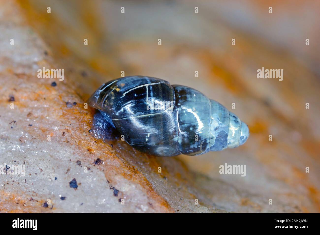Tiny creature bed hi-res stock photography and images - Alamy