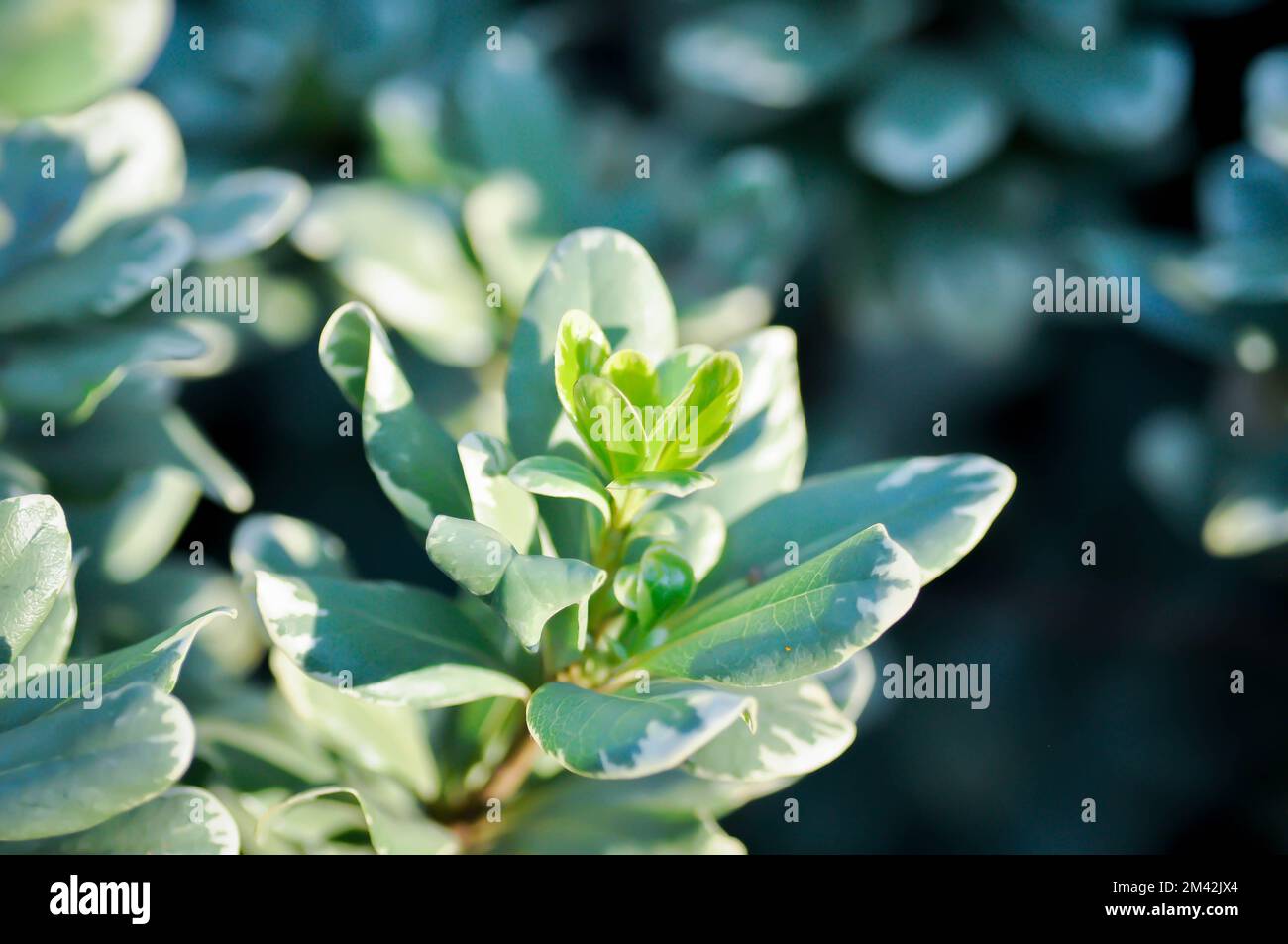 Variegated Japanese Pittosporum, Variegated Pittosporum or Pittosporum ...