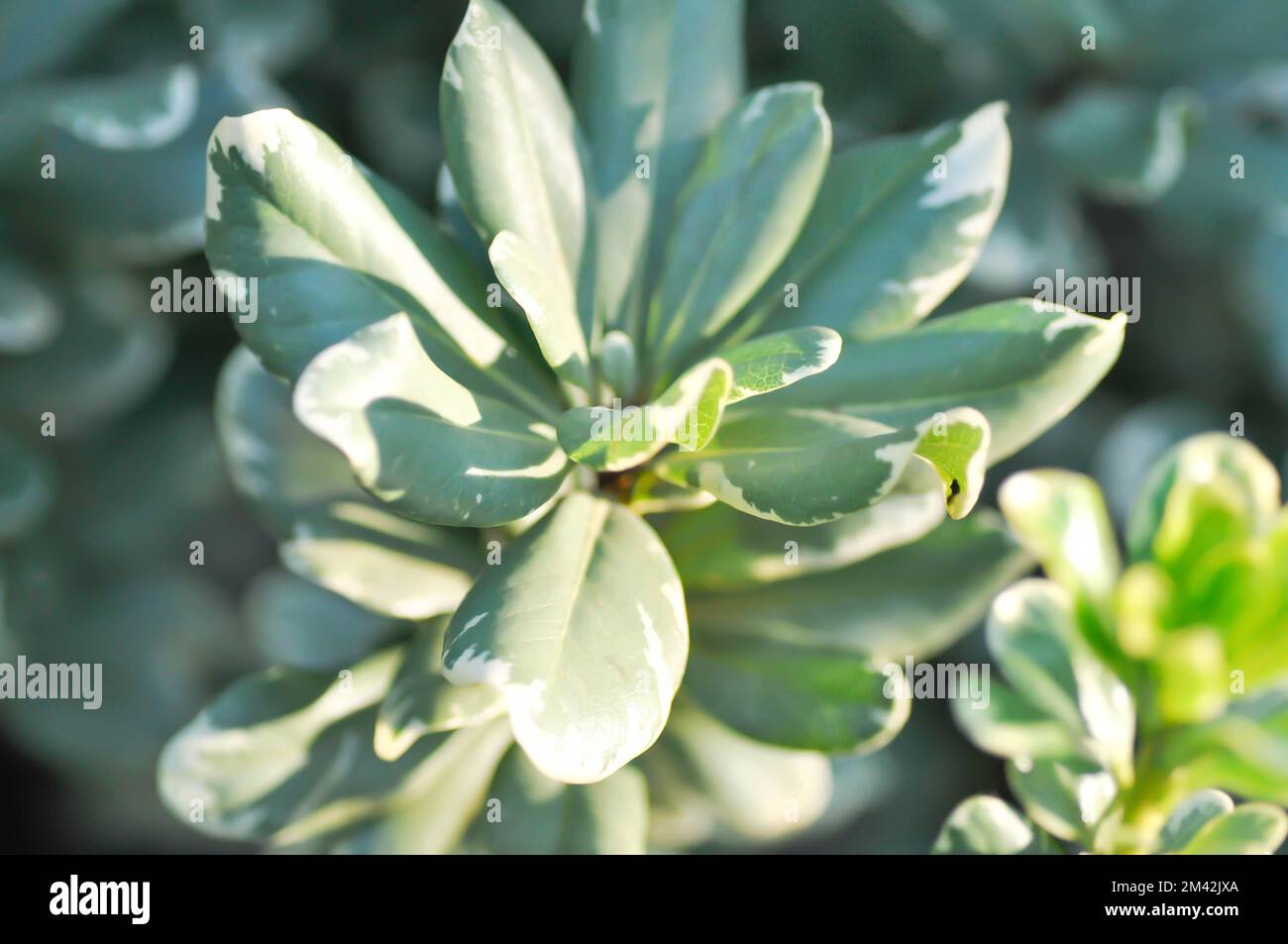 Variegated Japanese Pittosporum, Variegated Pittosporum or Pittosporum ...