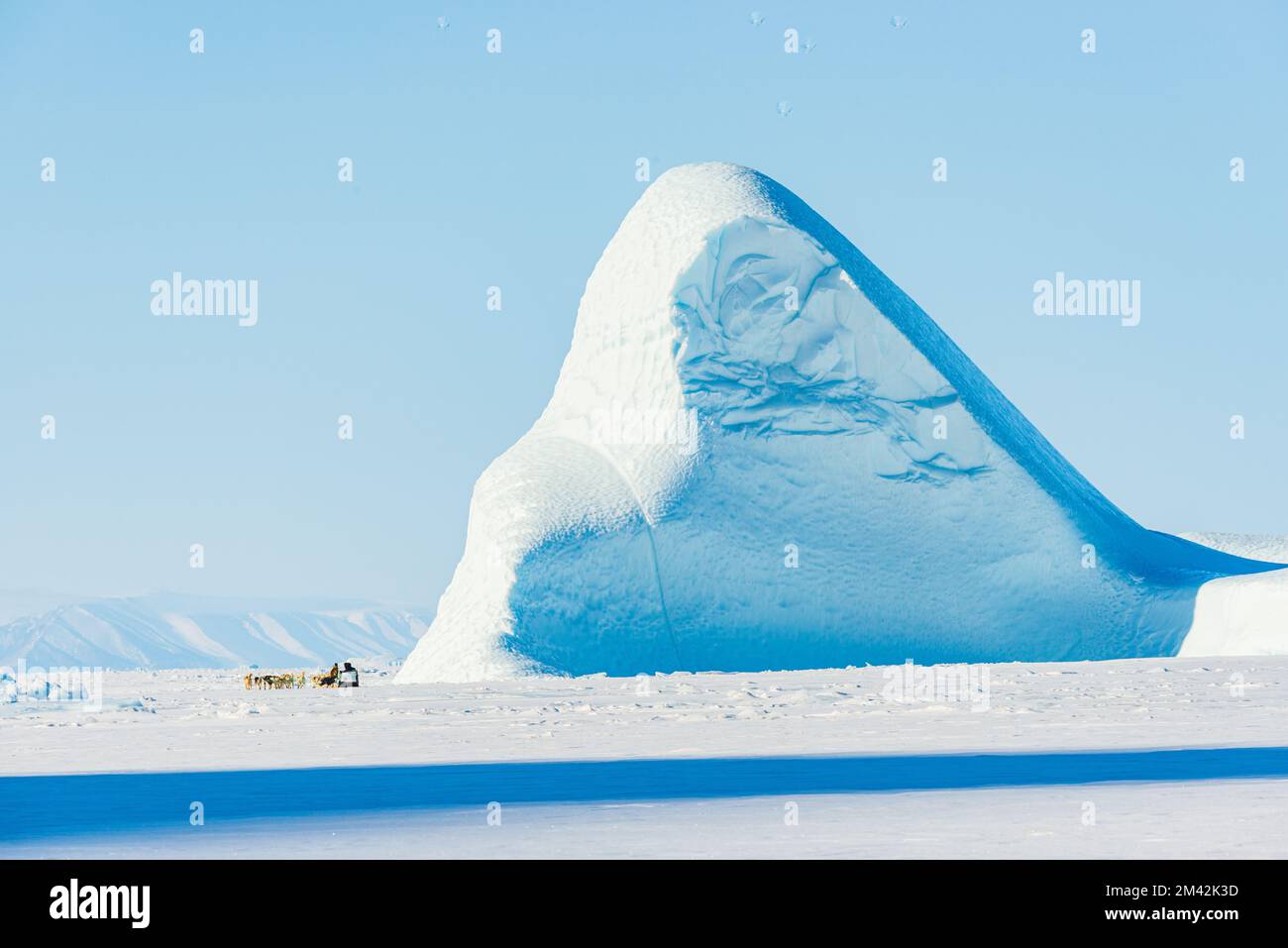 Dog sledding in front of icebergs Stock Photo - Alamy