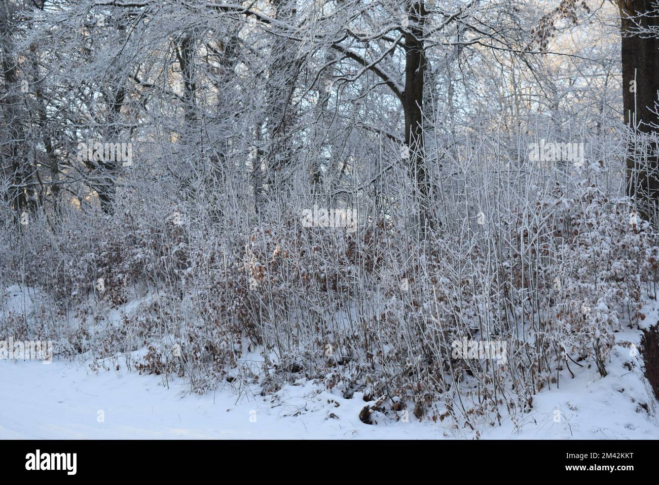 icy trees in winter Stock Photo - Alamy