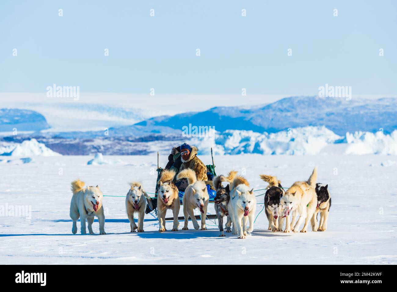 Dog sledding on frozen sea in front of mountain range Stock Photo - Alamy