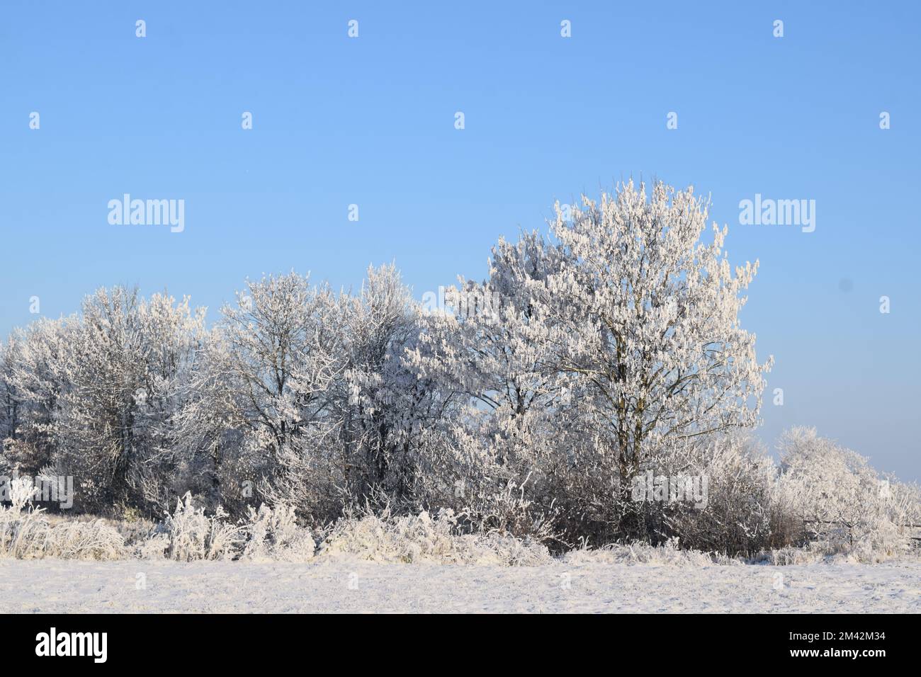 icy trees in winter Stock Photo - Alamy