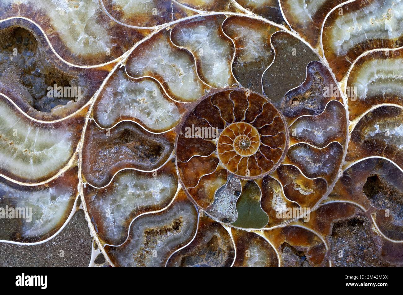 Fossil fossilized jurassic shell fossilization hi-res stock photography ...