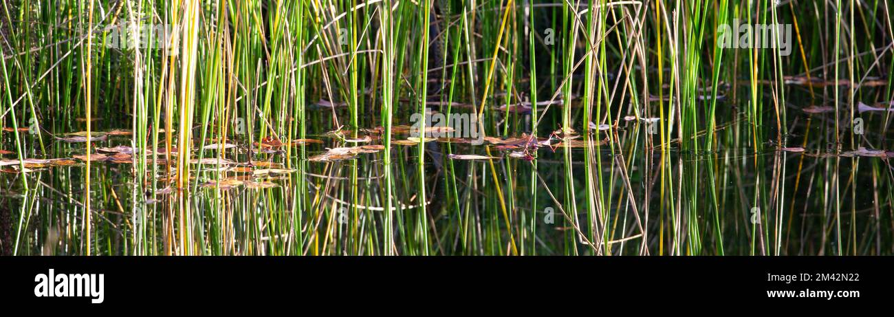 Water plants and leaves reflected in the water of a garden pond in ...
