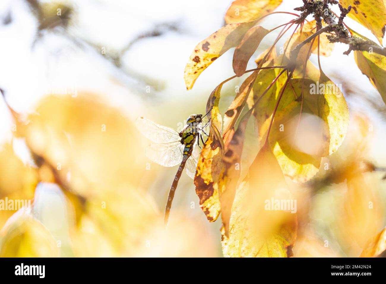 The sun bathes the withered leaves in a golden light on which sits a ...