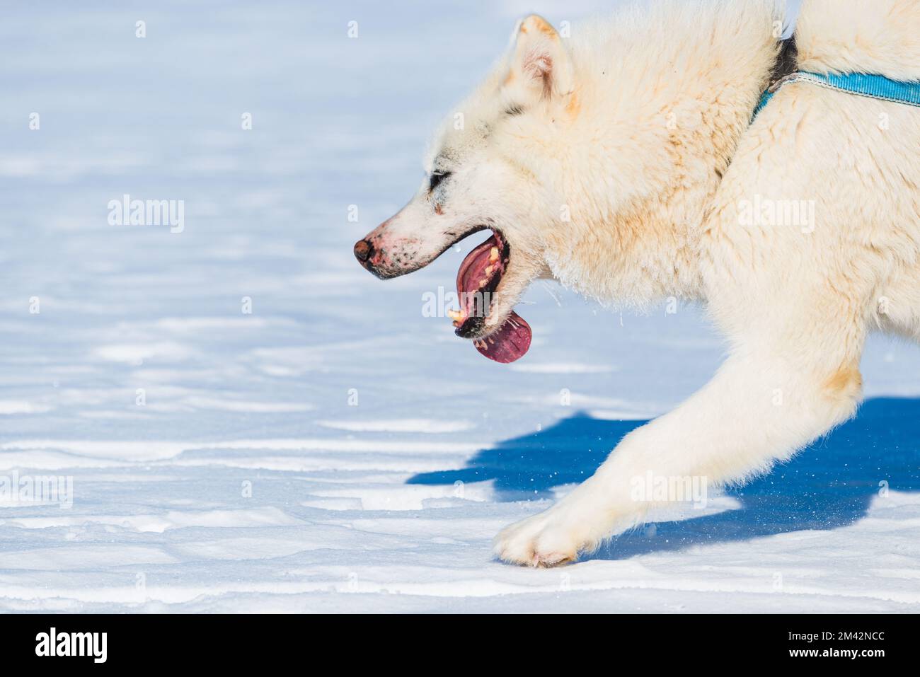 Husky dog running on frozen sea pulling a sledge Stock Photo - Alamy