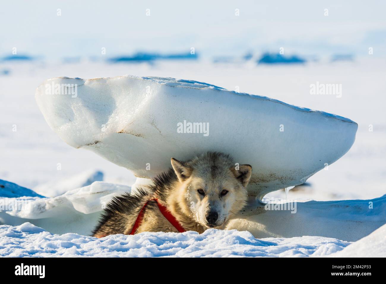 Siberian husky dog resting under snow block Stock Photo - Alamy