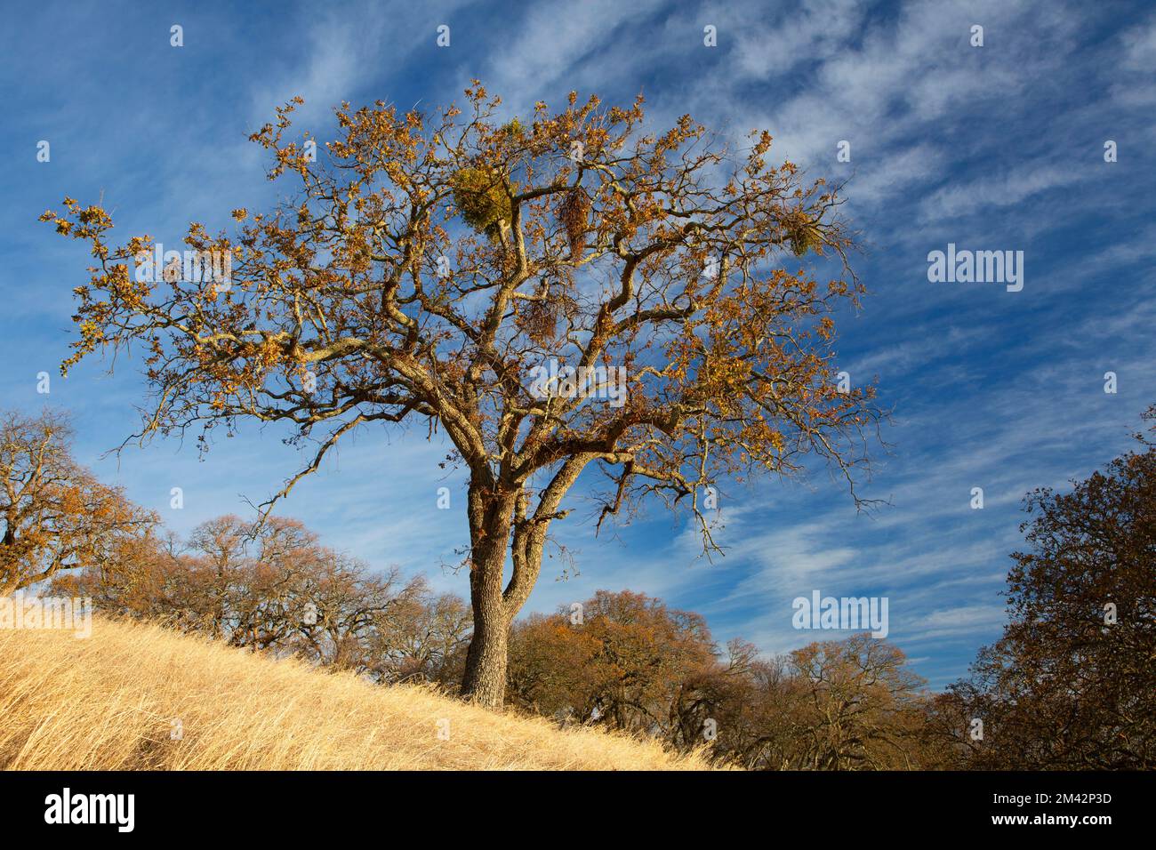 Oak woodland along Mt Wanda Trail, John Muir National Historic Site ...