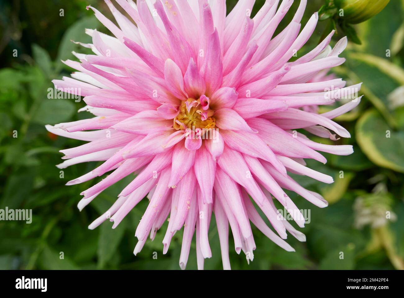 red and pink Dahlia flower close up Stock Photo - Alamy