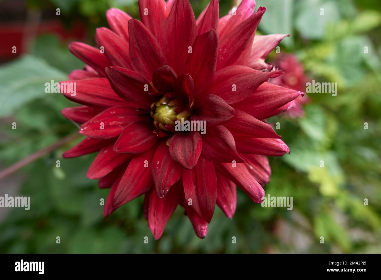 red and pink Dahlia flower close up Stock Photo - Alamy