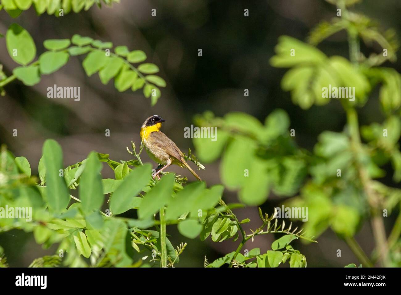 A common yellowthroat warbler perched on a branch with its head turned ...