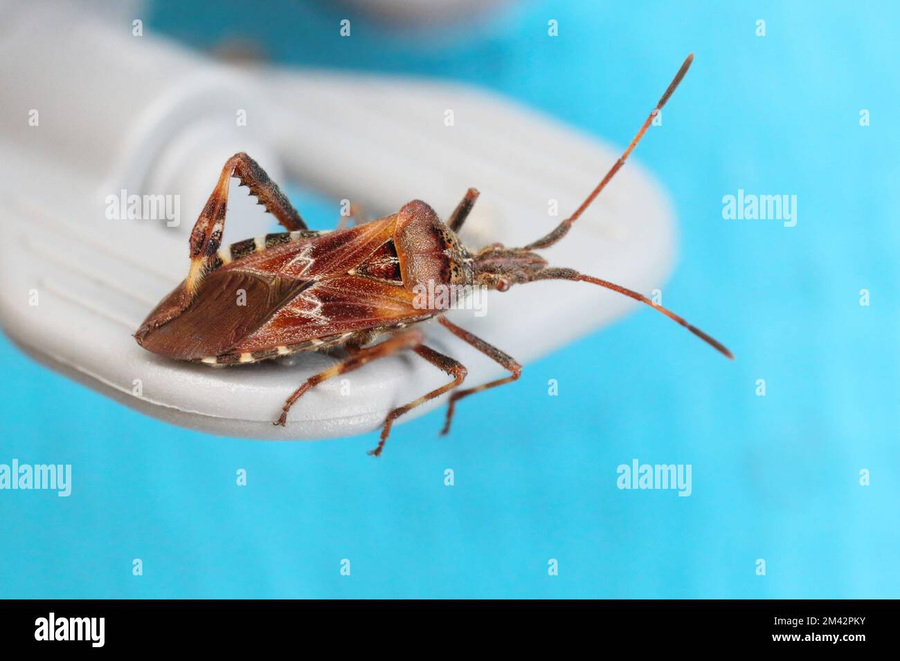 Adult Western conifer seed bug, Leptoglossus occidentalis Stock Photo ...