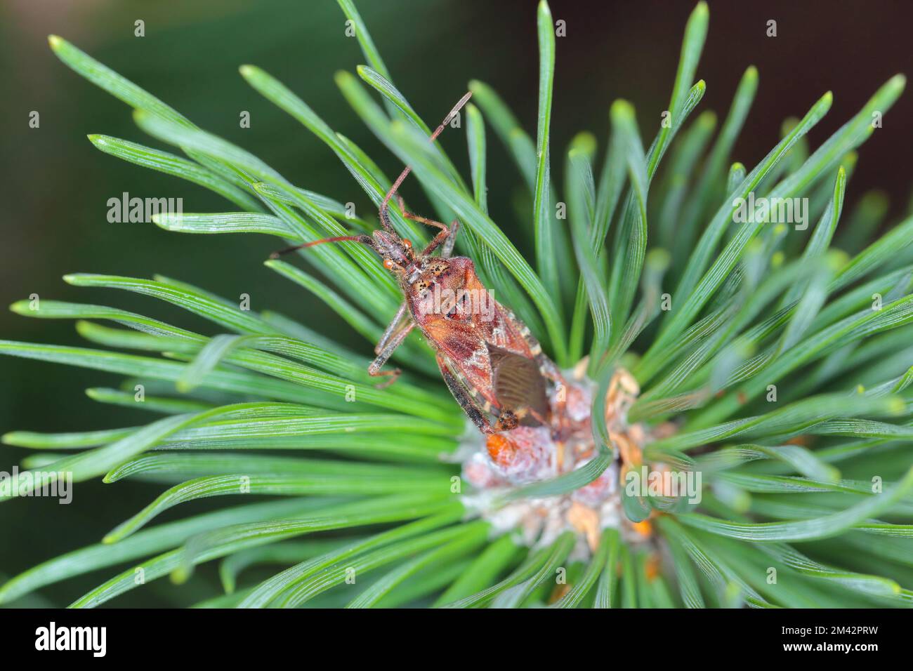 Adult Western conifer seed bug, Leptoglossus occidentalis Stock Photo ...
