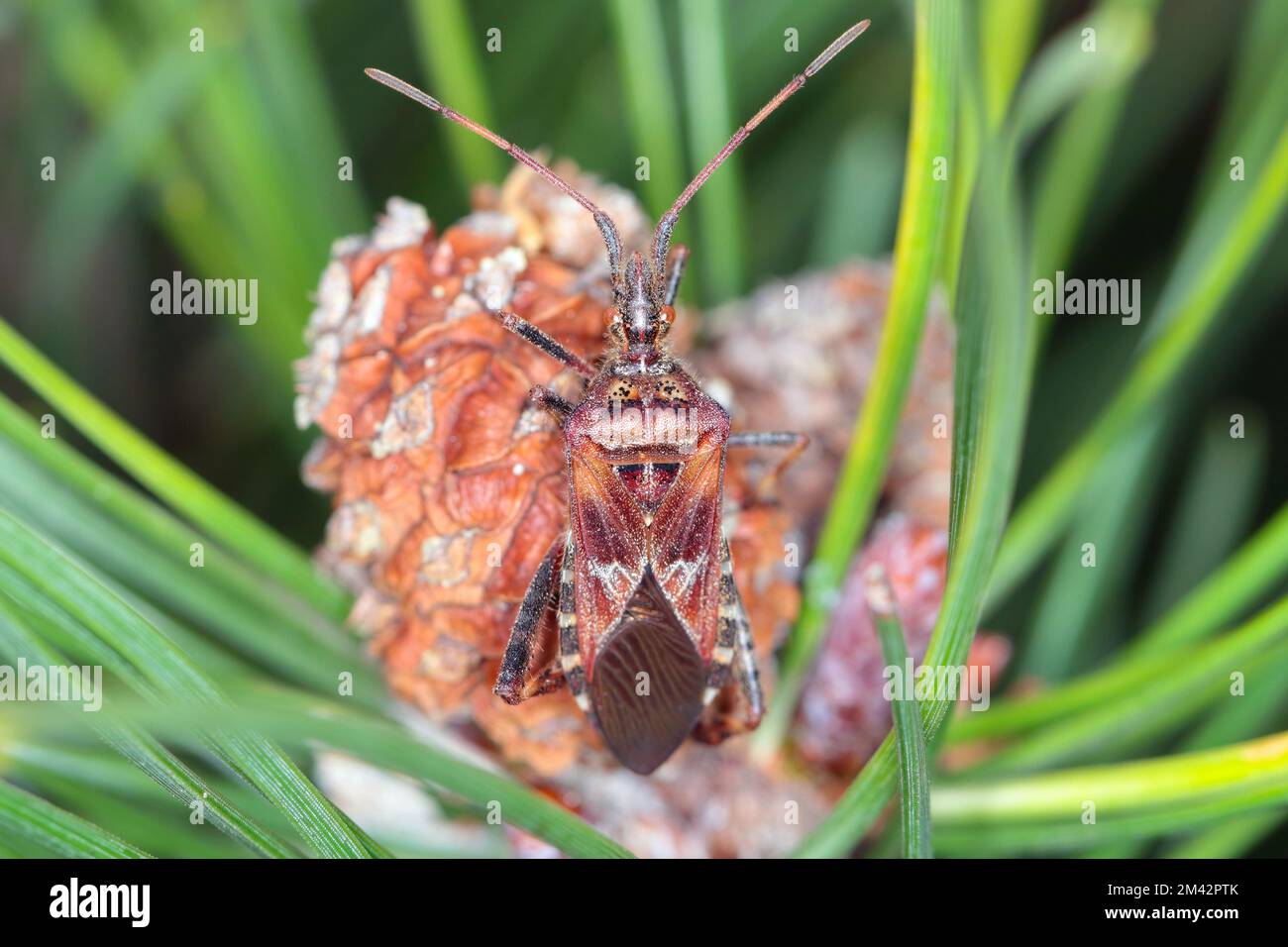 Adult Western conifer seed bug, Leptoglossus occidentalis Stock Photo ...