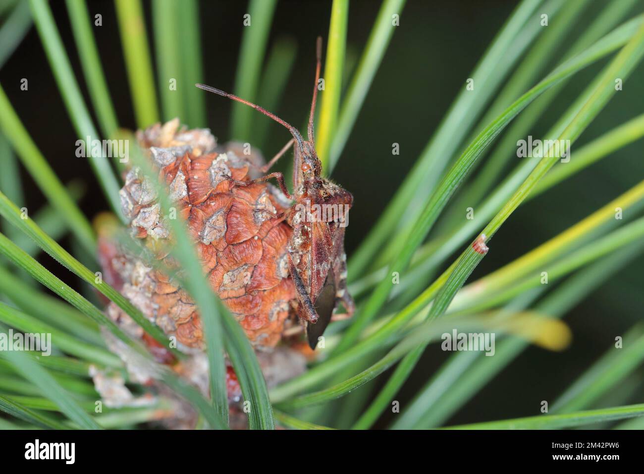 Adult Western conifer seed bug, Leptoglossus occidentalis Stock Photo ...