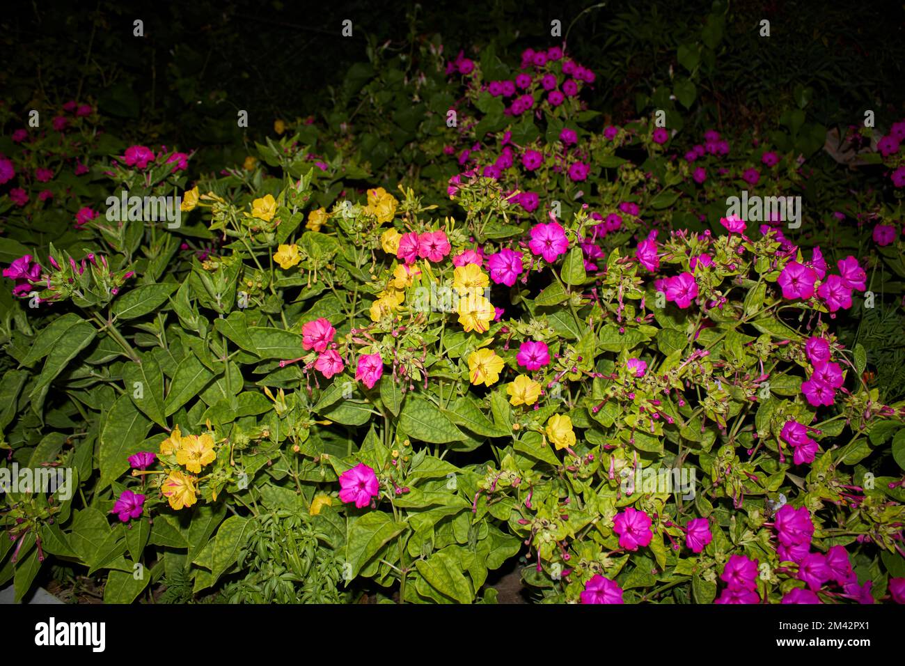 Fruit of mirabilis jalapa hi-res stock photography and images - Alamy