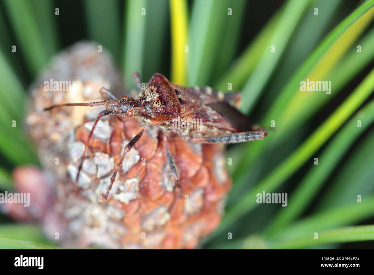 Adult Western conifer seed bug, Leptoglossus occidentalis Stock Photo ...