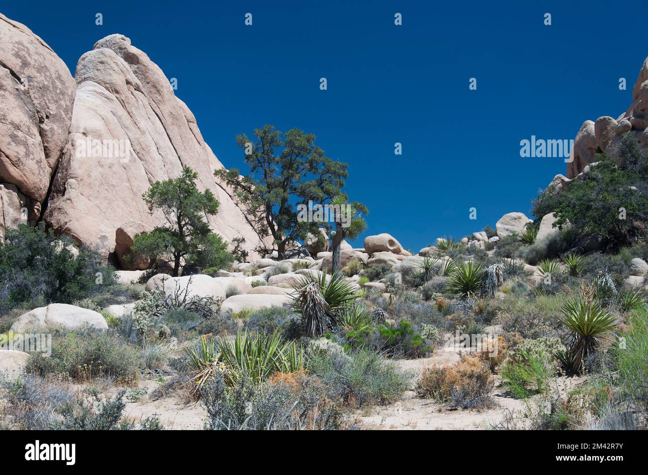large boulders and desert plants within Joshua tree national park ...