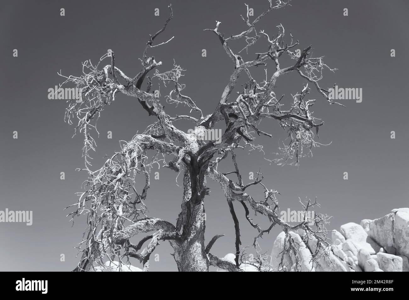 A black and white picture of a dead tree within Joshua Tree National ...