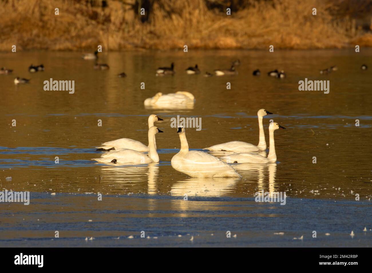 Tundra swan (Cygnus columbianus) on McFadden Marsh, William Finley ...